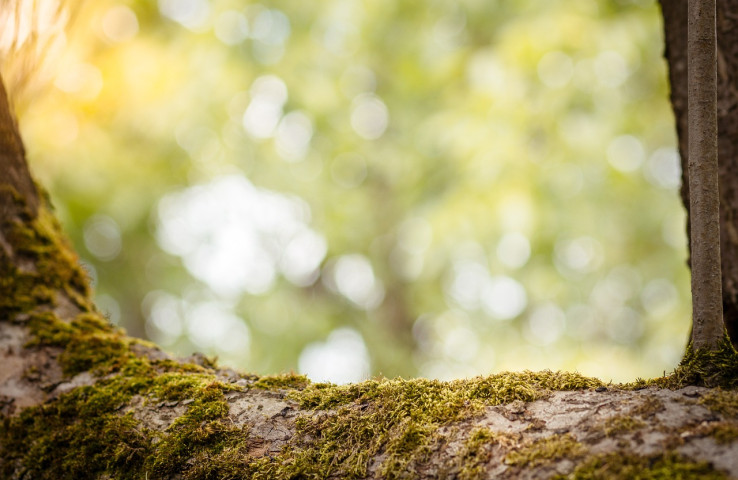 ¿Qué es la región Omagua o selva baja? - Blog