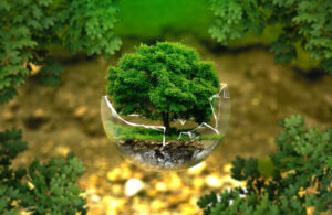 ¿Qué son los microecosistemas y los macroecosistemas? - Blog