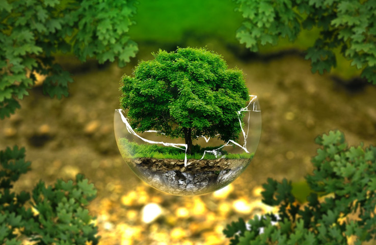 ¿Qué son los microecosistemas y los macroecosistemas? - Blog